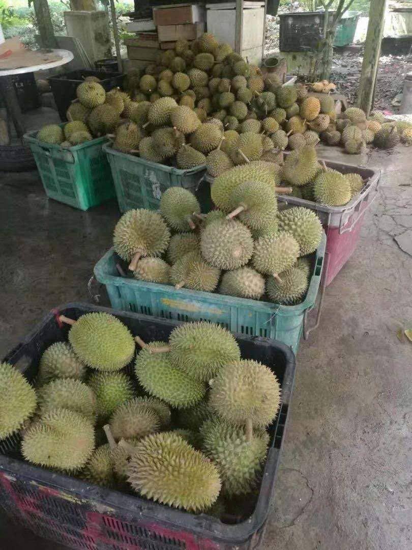 Malaysia Kampung Durian and D13/D101 durian pulp, Food & Drinks ...
