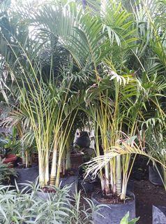 Tagbak stem plant medicinal plant stem for arthritis for sale from ...