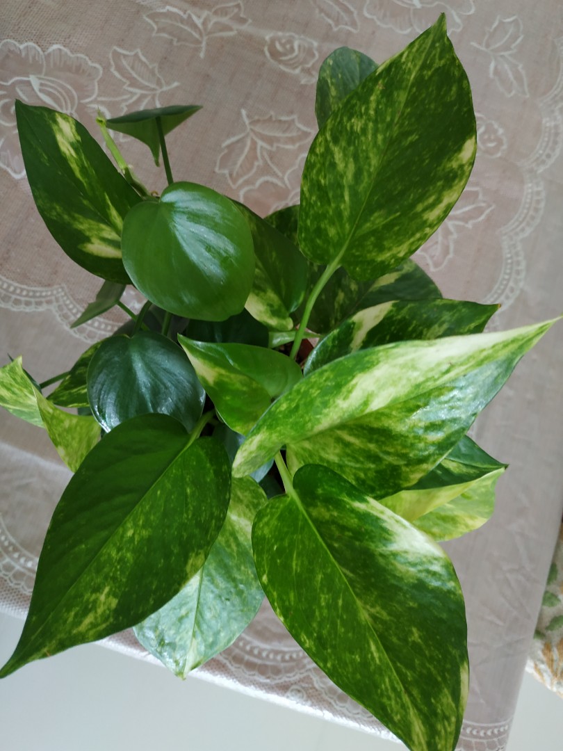 Philodendron brazil cum golden pothos plant, Furniture & Home Living ...