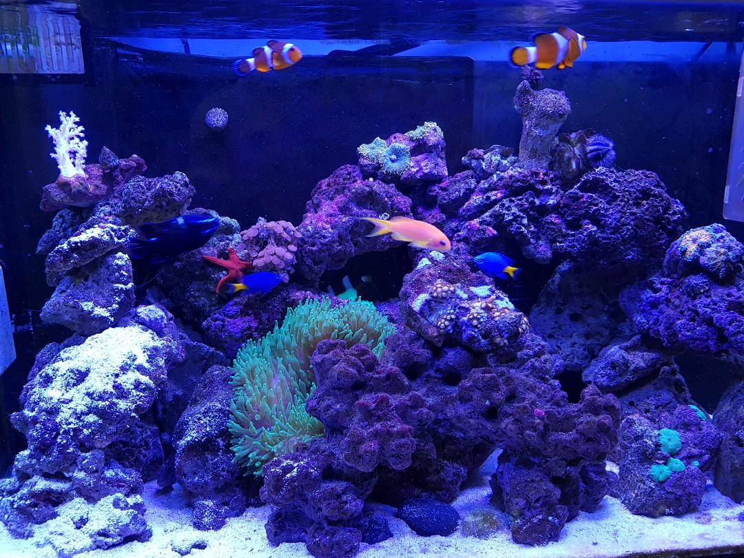 REEFMAX ECO-EASY 90cm (3ft) IOS Marine Tank with Cabinet for sale, Pet ...