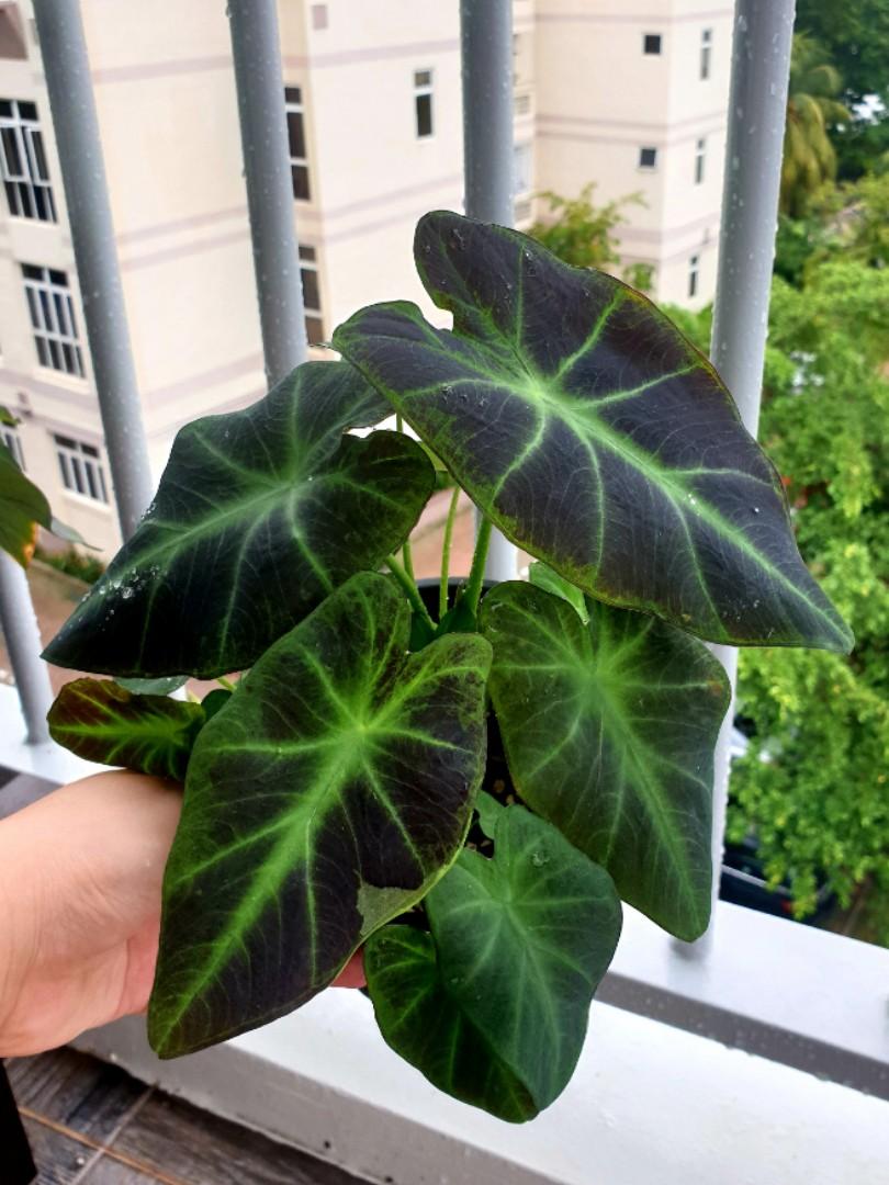Colocasia Illustris (bushy), Furniture & Home Living, Gardening, Plants ...