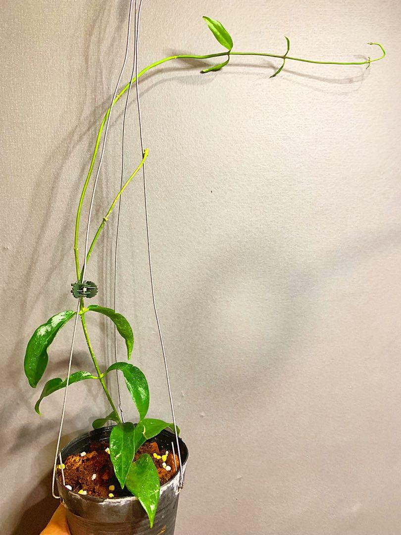 Hoya Filiformis or Hoya Chlorantha var Tutuilensis, Furniture & Home ...