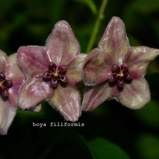 Hoya Filiformis or Hoya Chlorantha var Tutuilensis, Furniture & Home ...