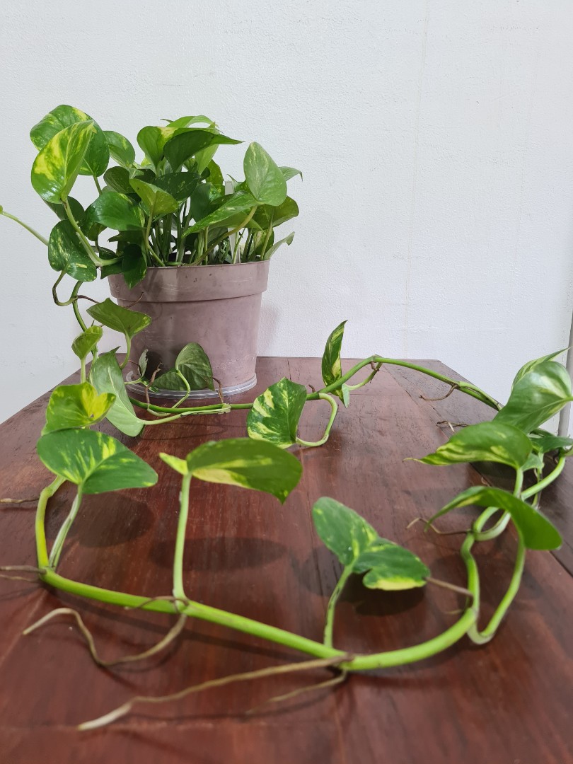 Lush trailing golden pothos, Furniture & Home Living, Gardening, Plants ...