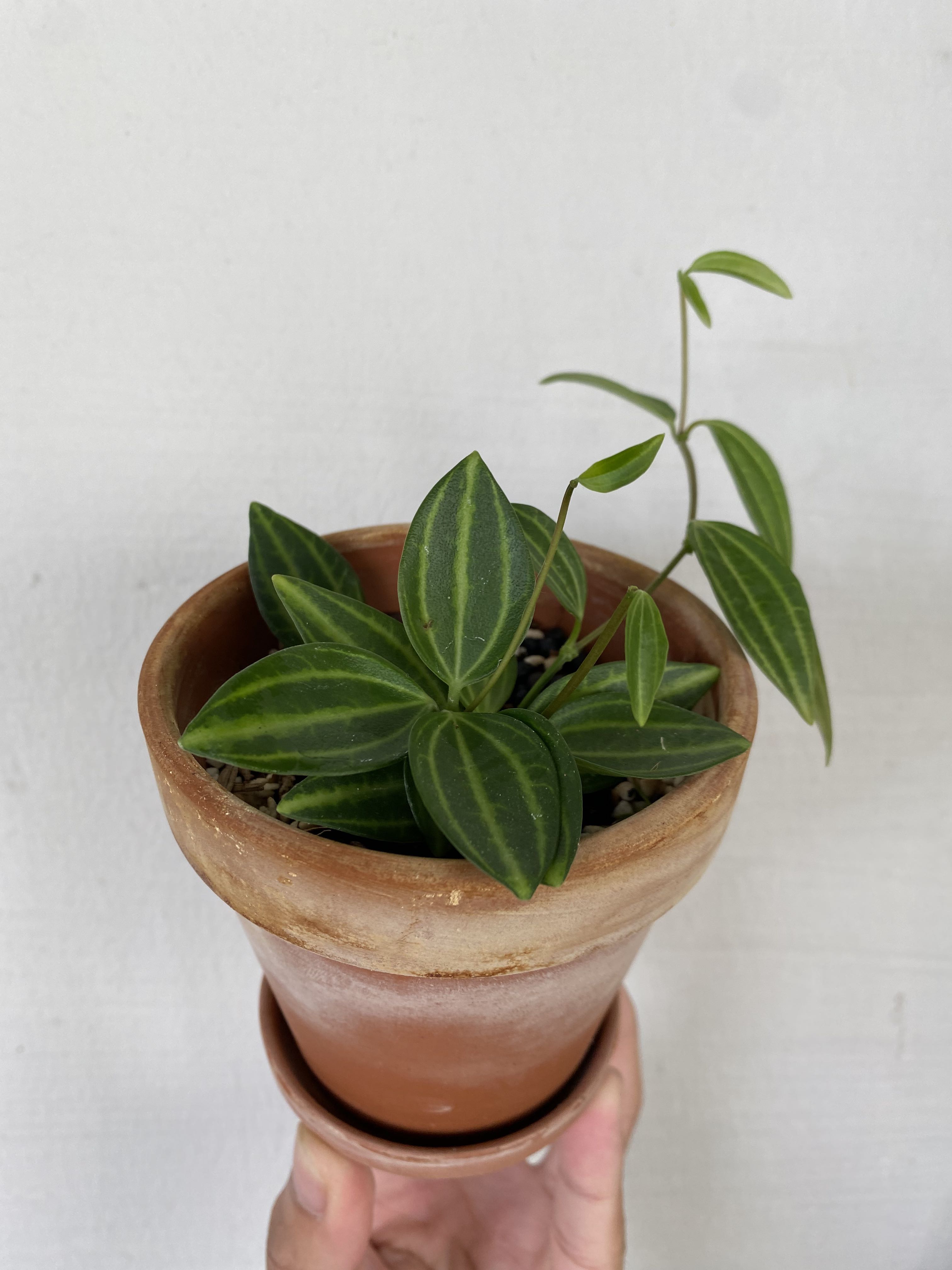 Peperomia tetragona (parallel peperomia), Furniture & Home Living ...