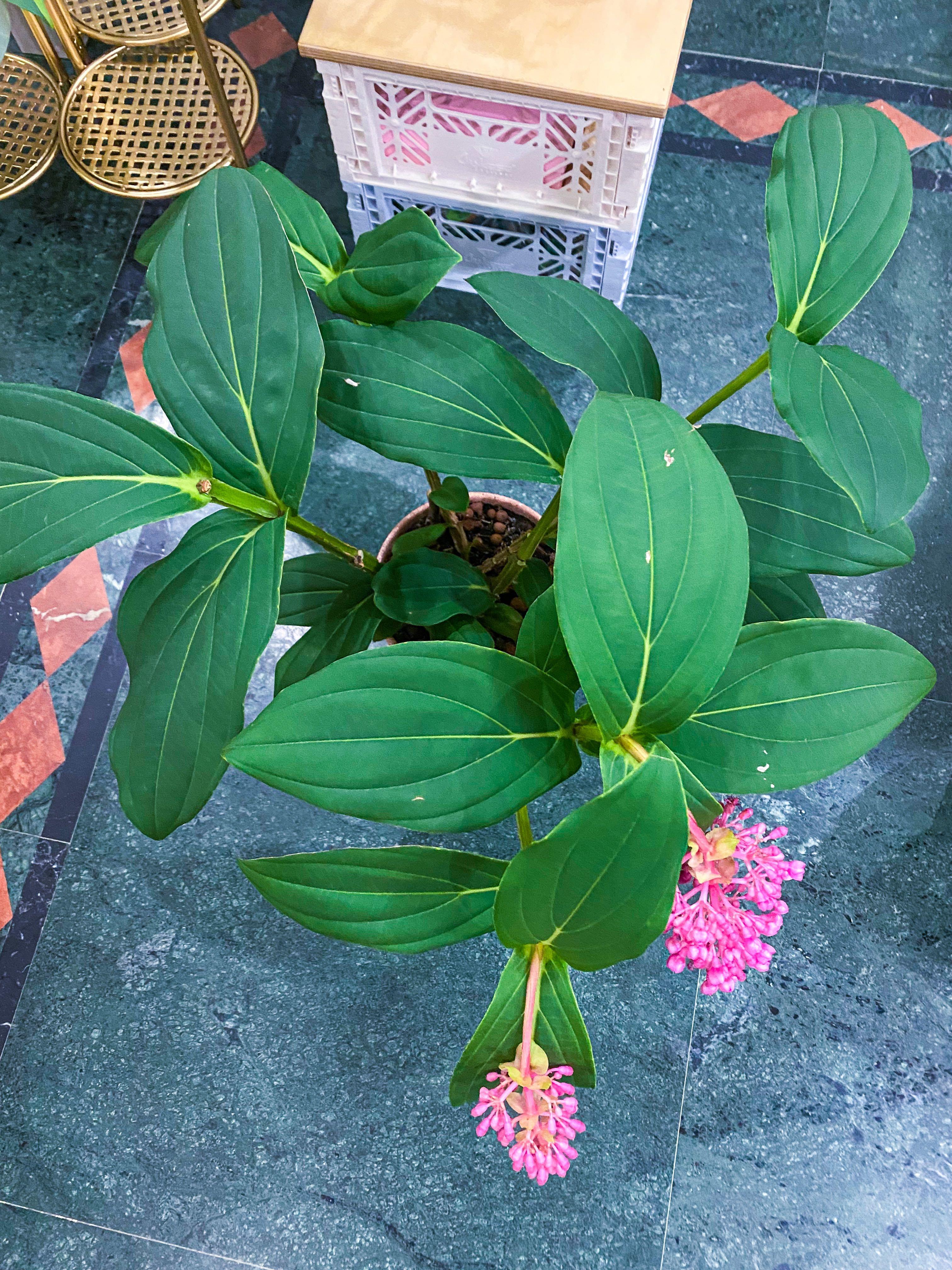Rare exotic medinilla multiflora (sister of magnifica) , Furniture ...