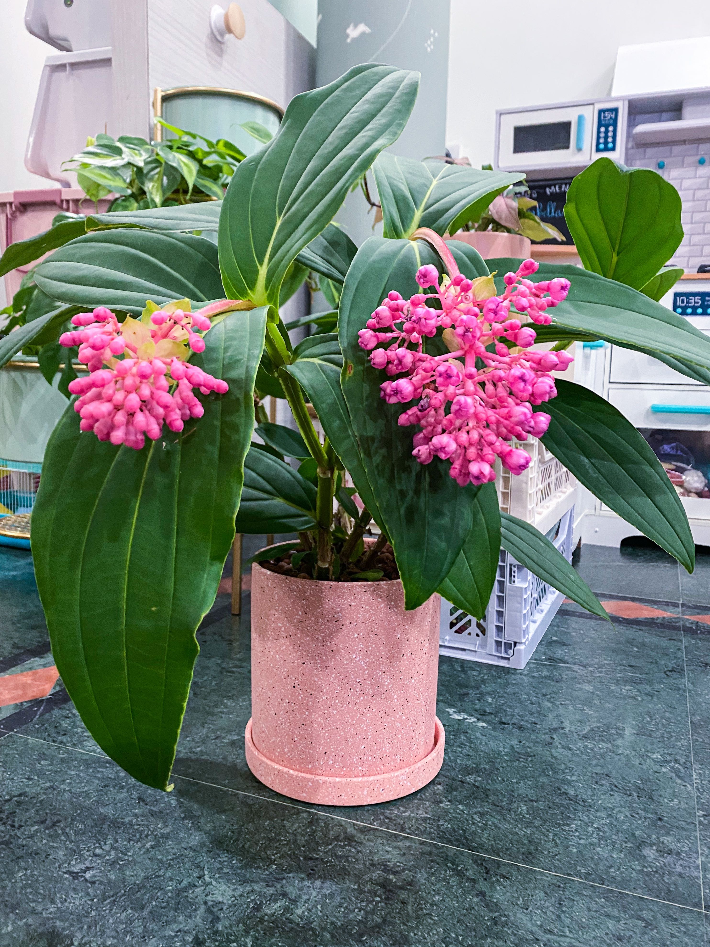 Rare exotic medinilla multiflora (sister of magnifica) , Furniture ...