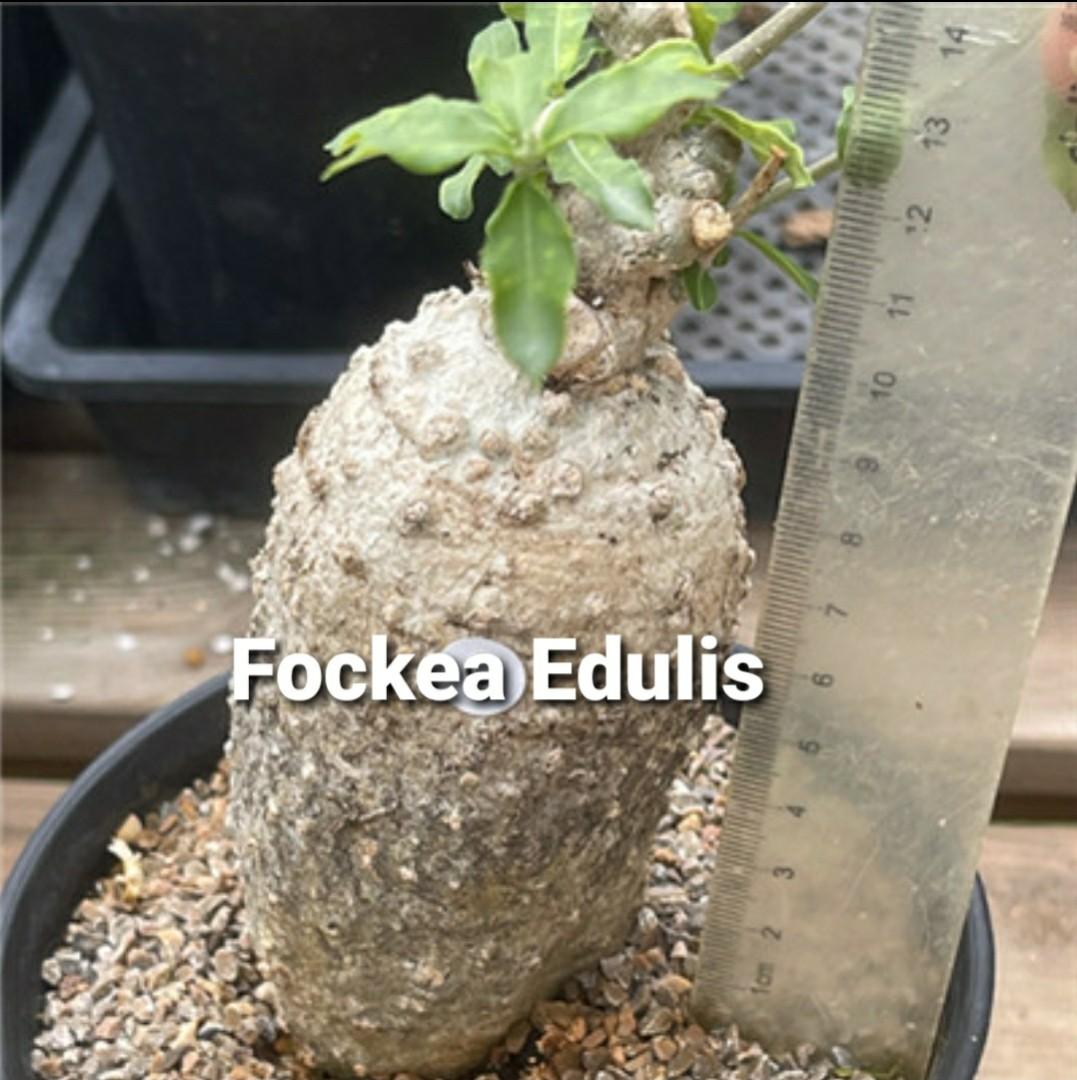 Fockea Edulis, Furniture & Home Living, Gardening, Plants & Seeds on ...