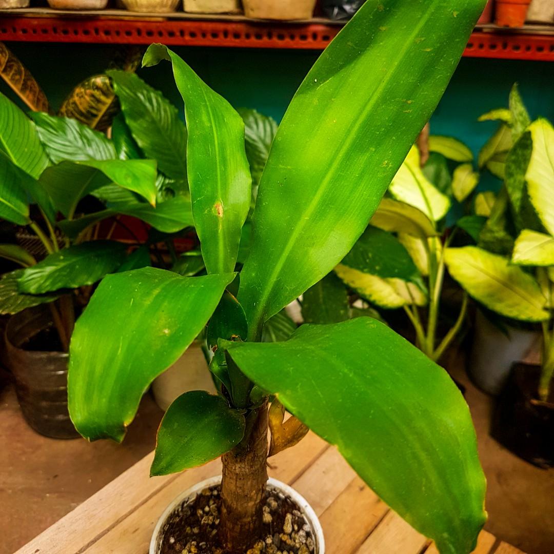 Fortune plant, Furniture & Home Living, Gardening, Plants & Seeds on ...