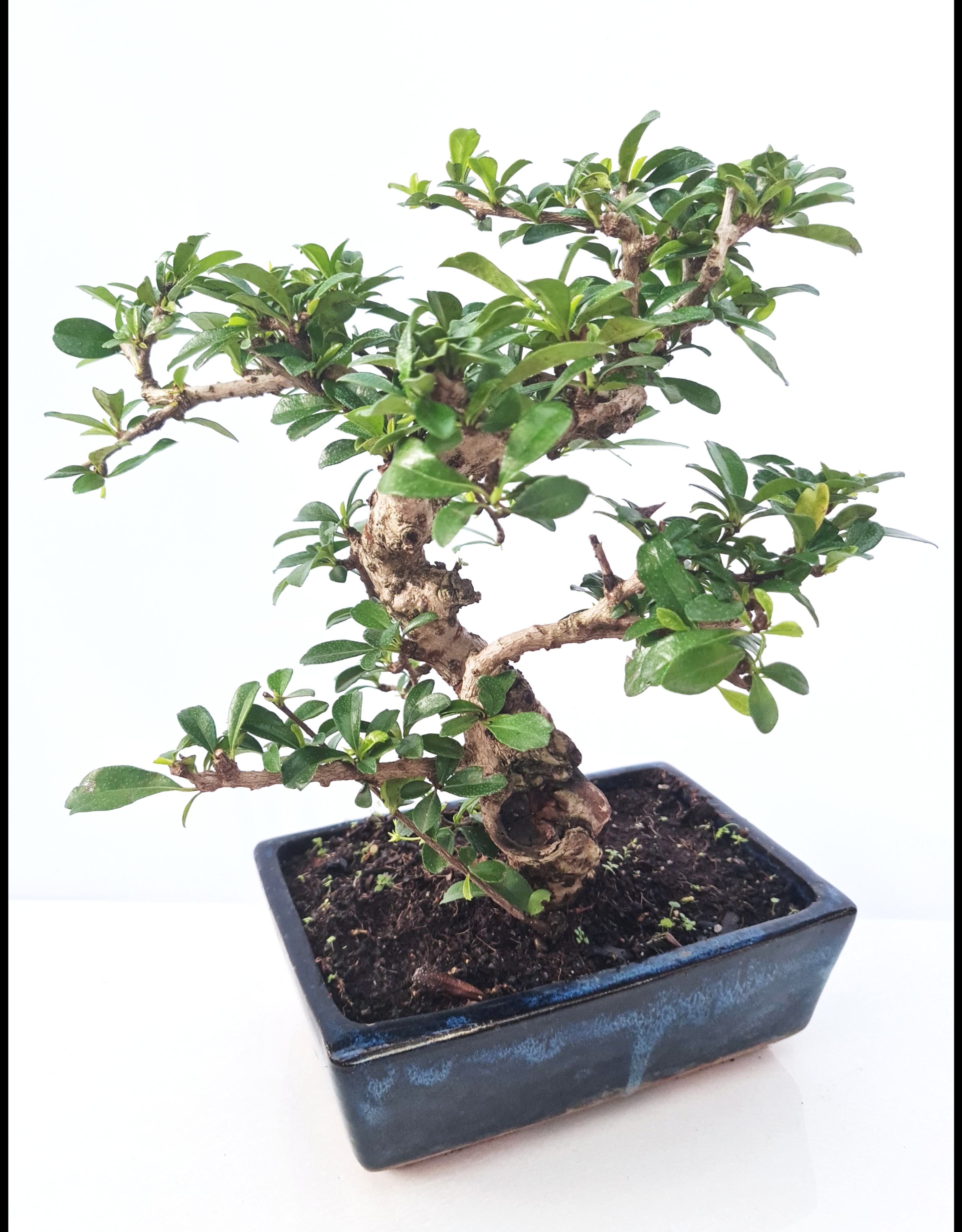 Hokkien Tea Bonsai, Furniture & Home Living, Gardening, Plants & Seeds ...