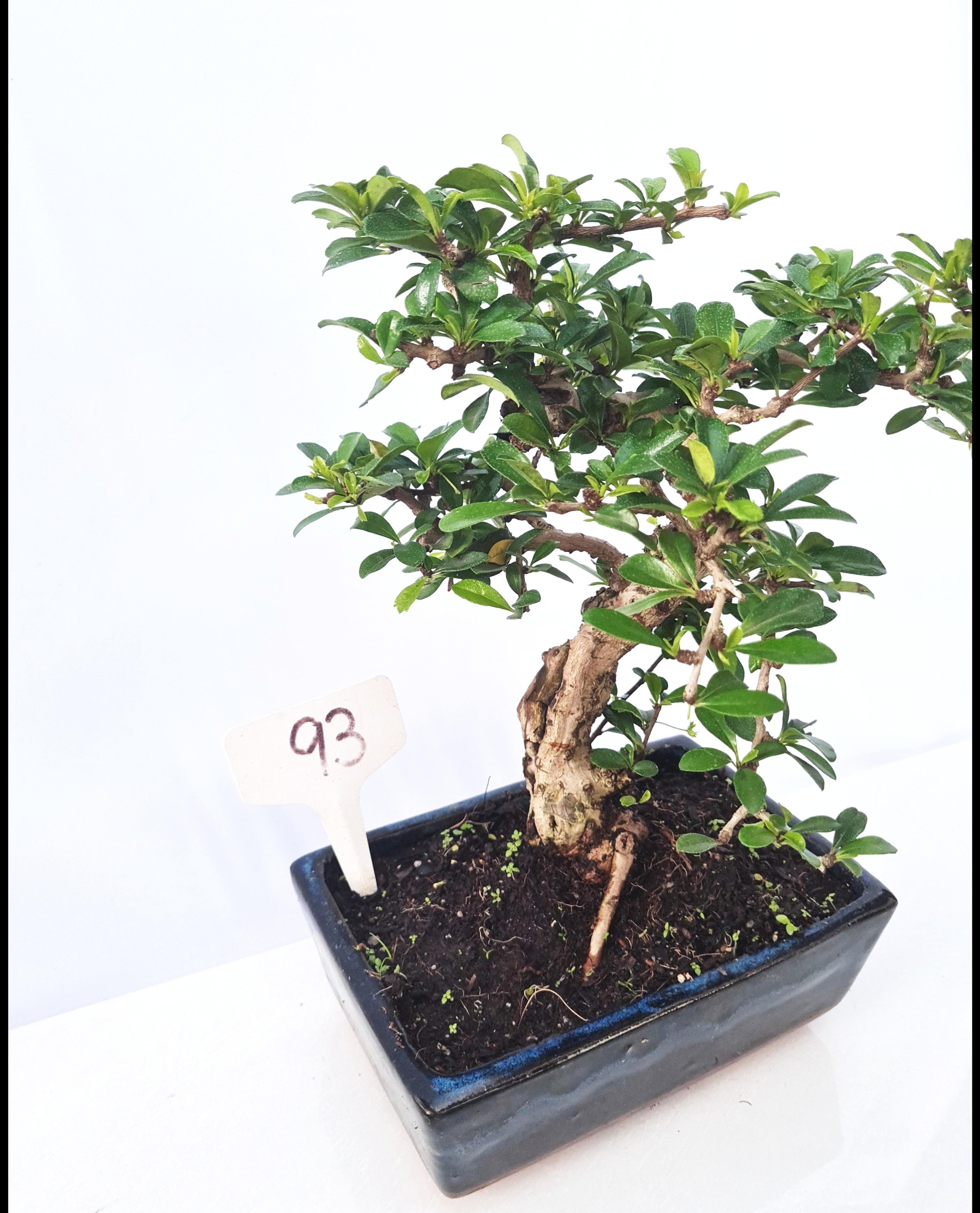 Hokkien Tea Bonsai, Furniture & Home Living, Gardening, Plants & Seeds ...