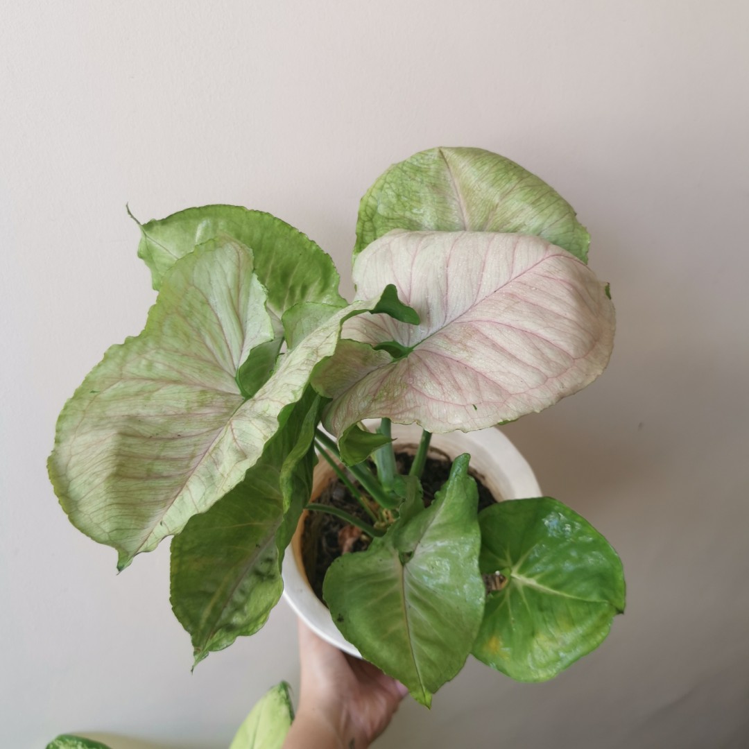 Syngonium Bold Allusion (big leaves), Furniture & Home Living ...