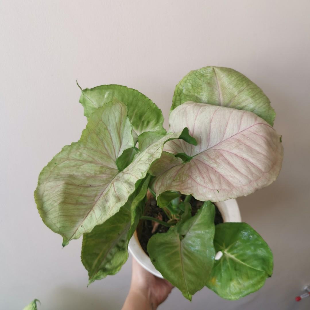 Syngonium Bold Allusion (big leaves), Furniture & Home Living ...