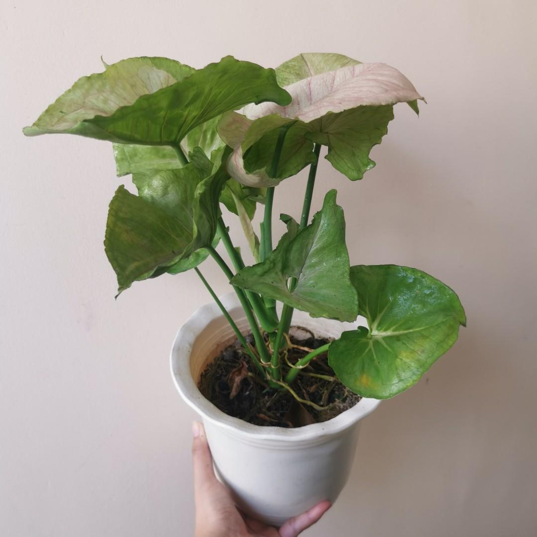 Syngonium Bold Allusion (big leaves), Furniture & Home Living ...
