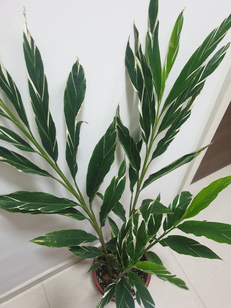 Variegated Ginger plant ( Alpinia vittata var.), Furniture & Home ...