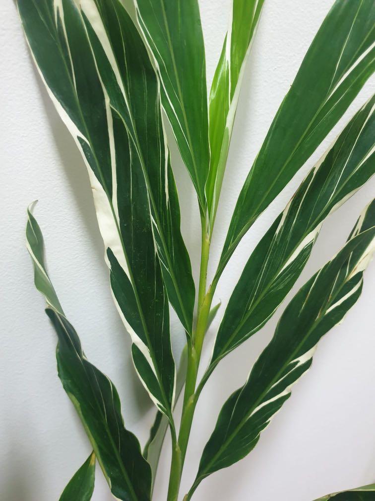 Variegated Ginger plant ( Alpinia vittata var.), Furniture & Home ...