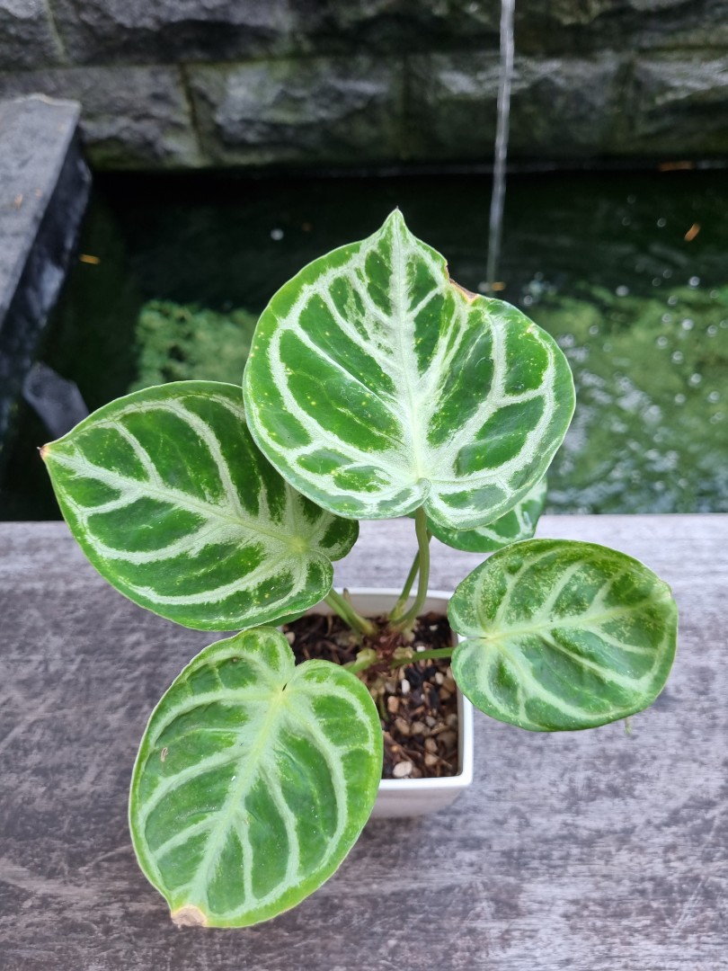 Anthurium Dorayaki Silver, Furniture & Home Living, Gardening, Plants ...