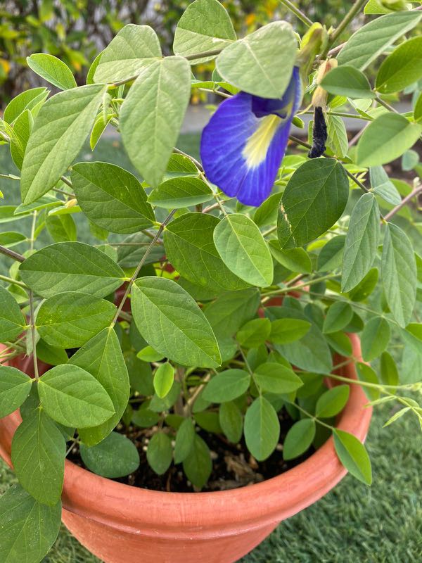 Blue Butterfly Pea (Single Petal), Furniture & Home Living, Gardening ...