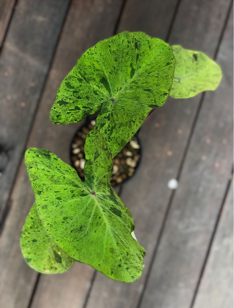 Colocasia Mojito, Furniture & Home Living, Gardening, Plants & Seeds on ...