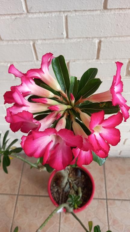 Rare Species Desert Rose ( Fu Gui Hua) seeds, Furniture & Home Living ...