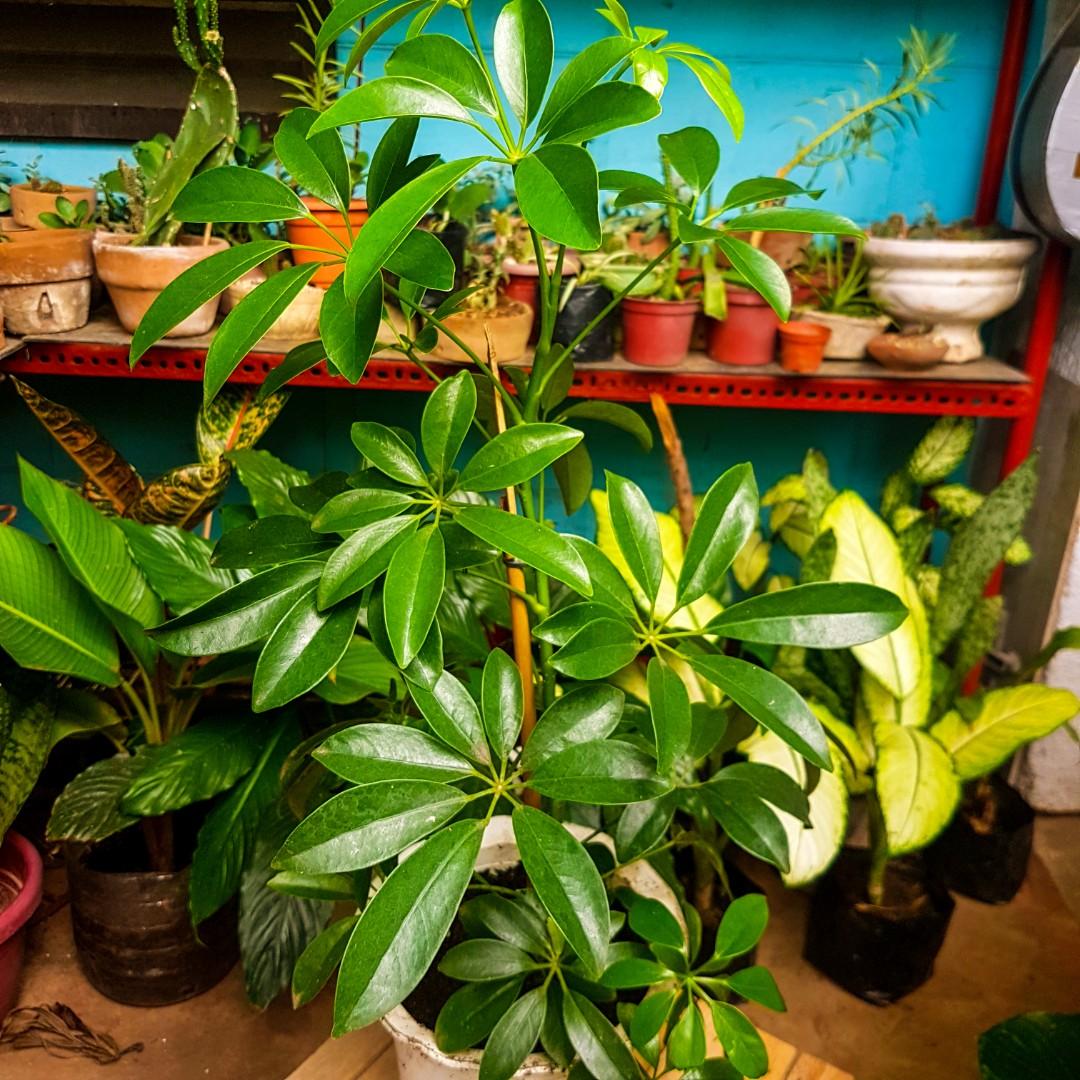 Five Fingers plant, Furniture & Home Living, Gardening, Plants & Seeds ...