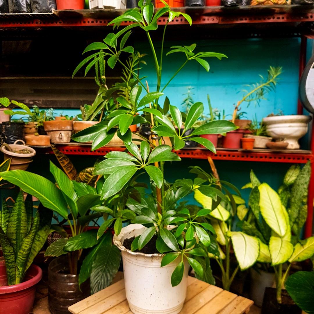 Five Fingers plant, Furniture & Home Living, Gardening, Plants & Seeds ...