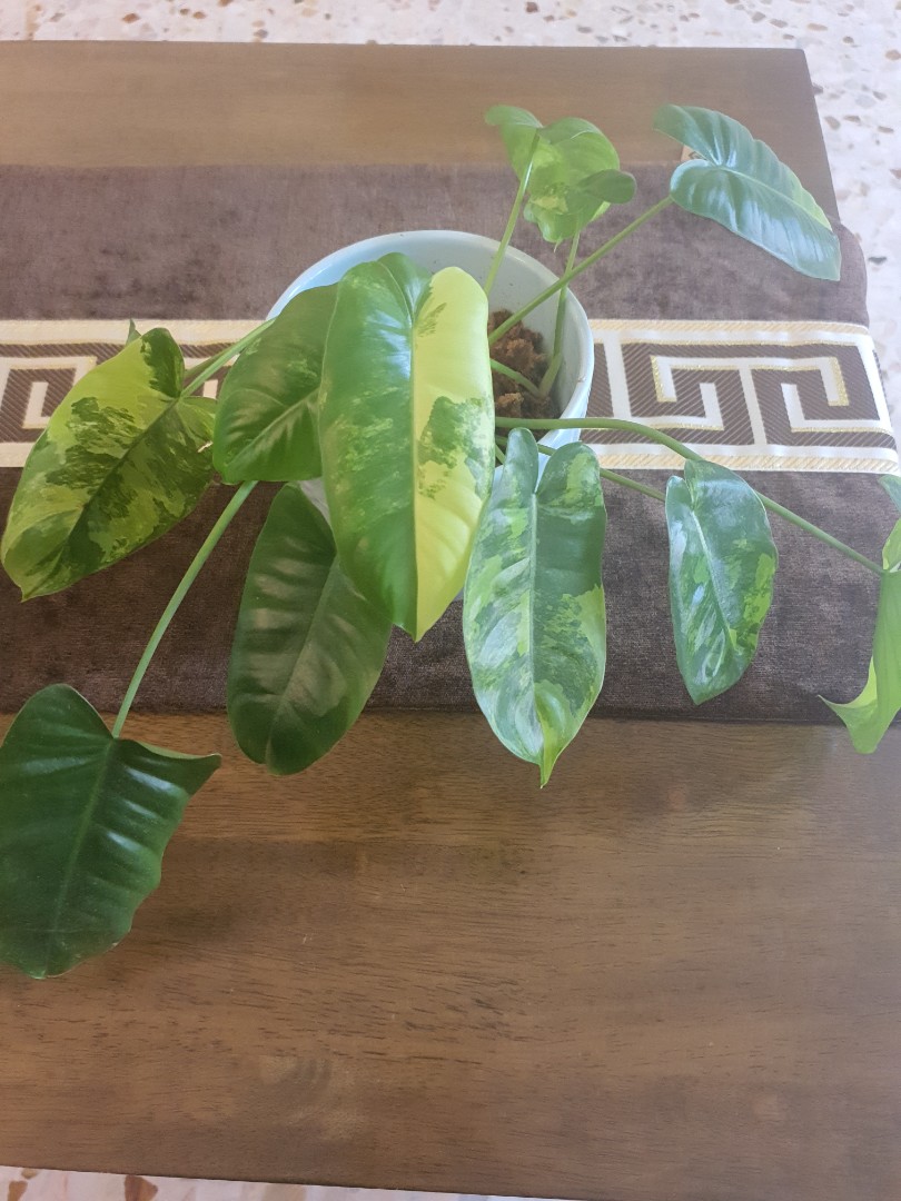 variegated burle max, Furniture & Home Living, Gardening, Plants ...