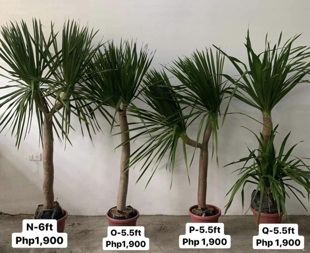 Yucca Plant Single/Multi-Heads 3ft-8ft., Furniture & Home Living ...