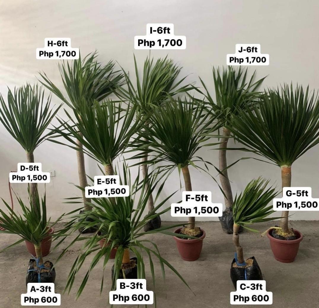Yucca Plant Single/Multi-Heads 3ft-8ft., Furniture & Home Living ...