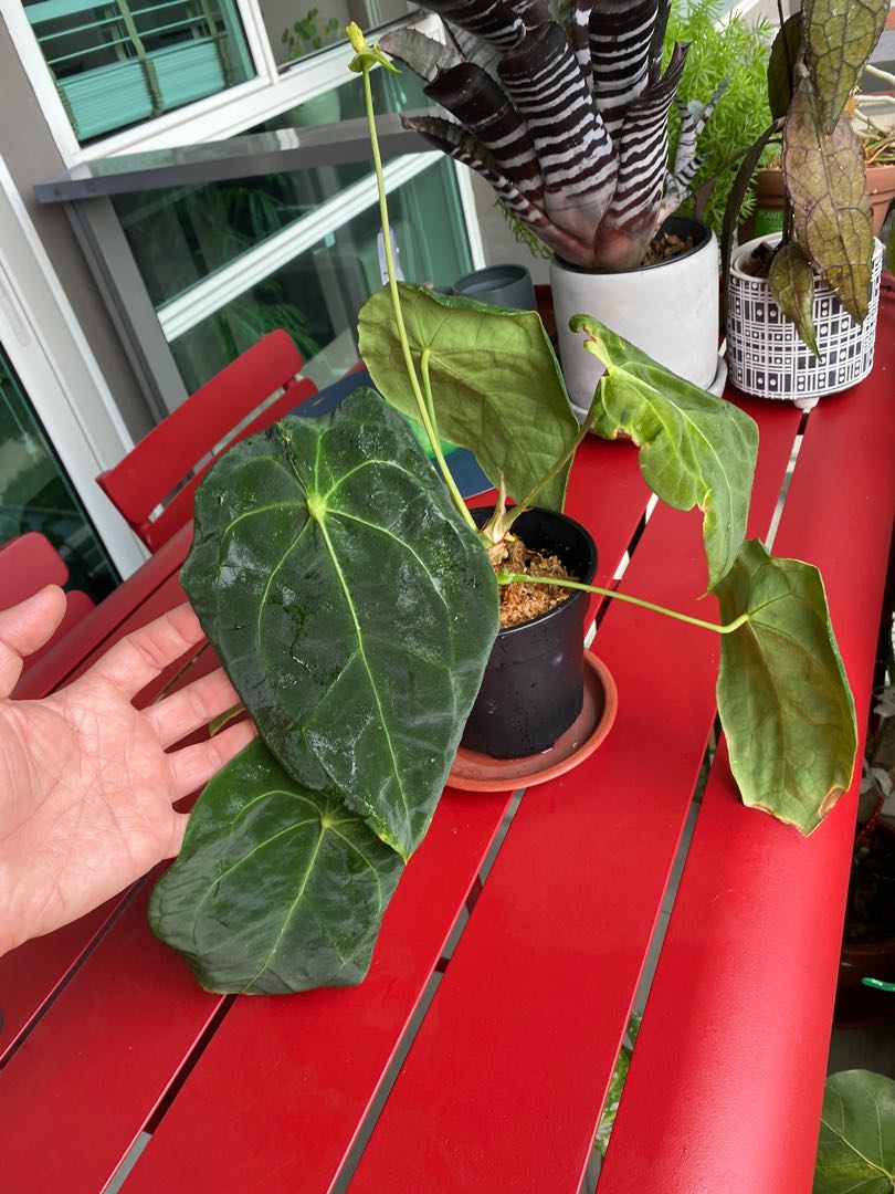 Anthurium Forgetti, Furniture & Home Living, Gardening, Plants & Seeds ...