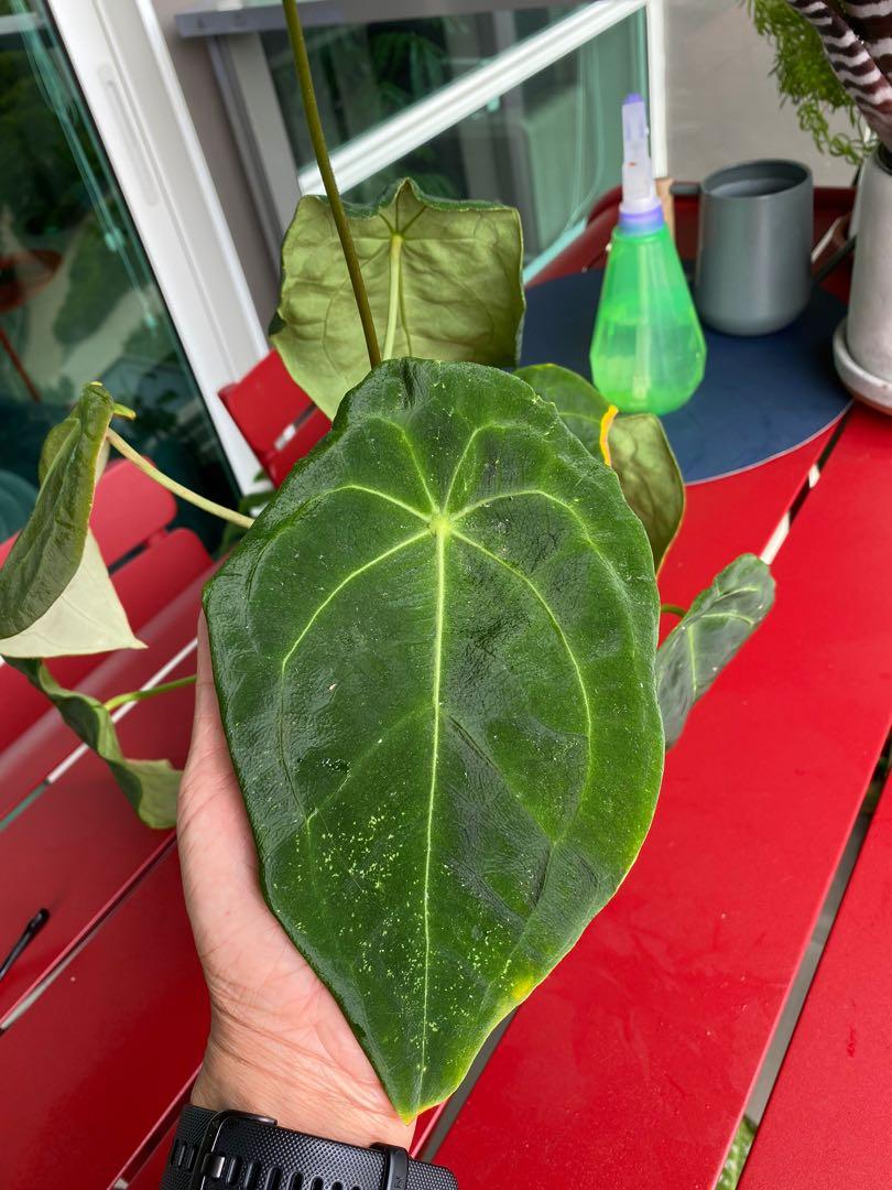 Anthurium Forgetti, Furniture & Home Living, Gardening, Plants & Seeds ...