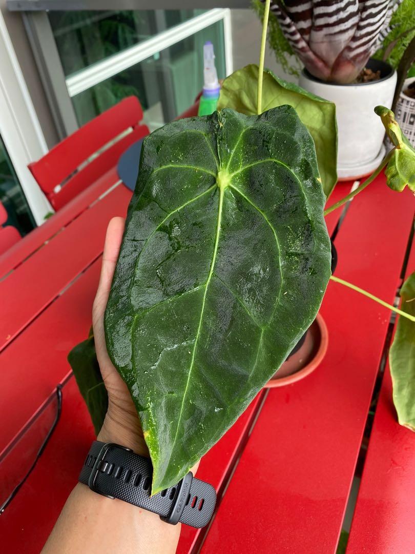 Anthurium Forgetti, Furniture & Home Living, Gardening, Plants & Seeds ...