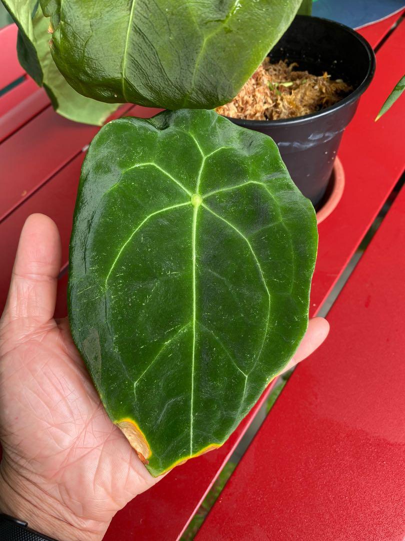 Anthurium Forgetti, Furniture & Home Living, Gardening, Plants & Seeds ...