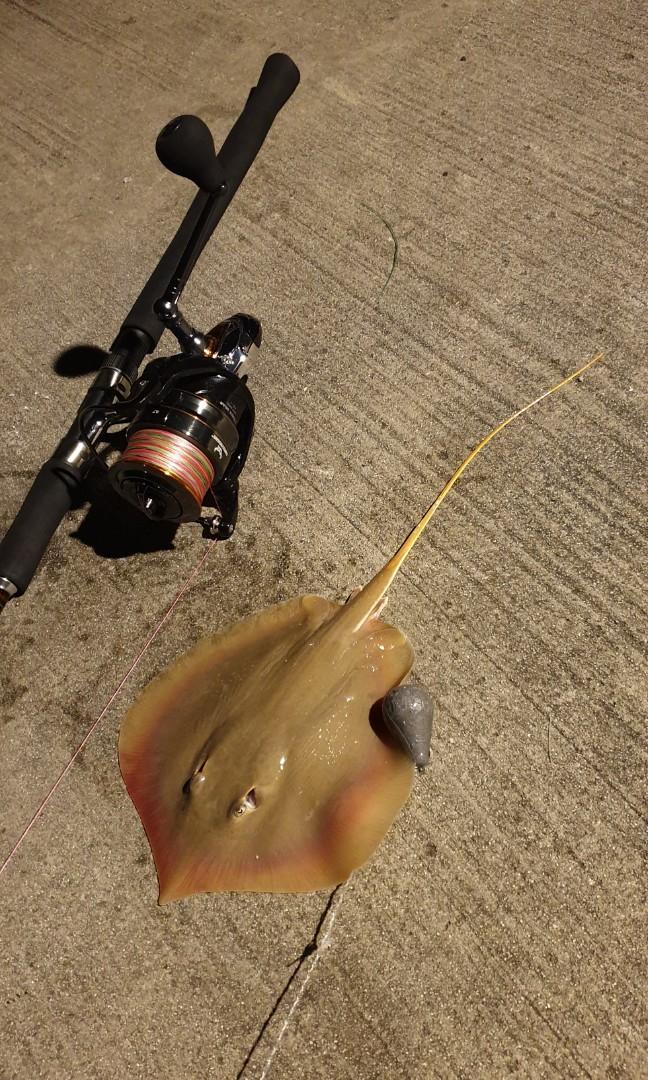 Fishing Apollo rig , Sports Equipment, Fishing on Carousell