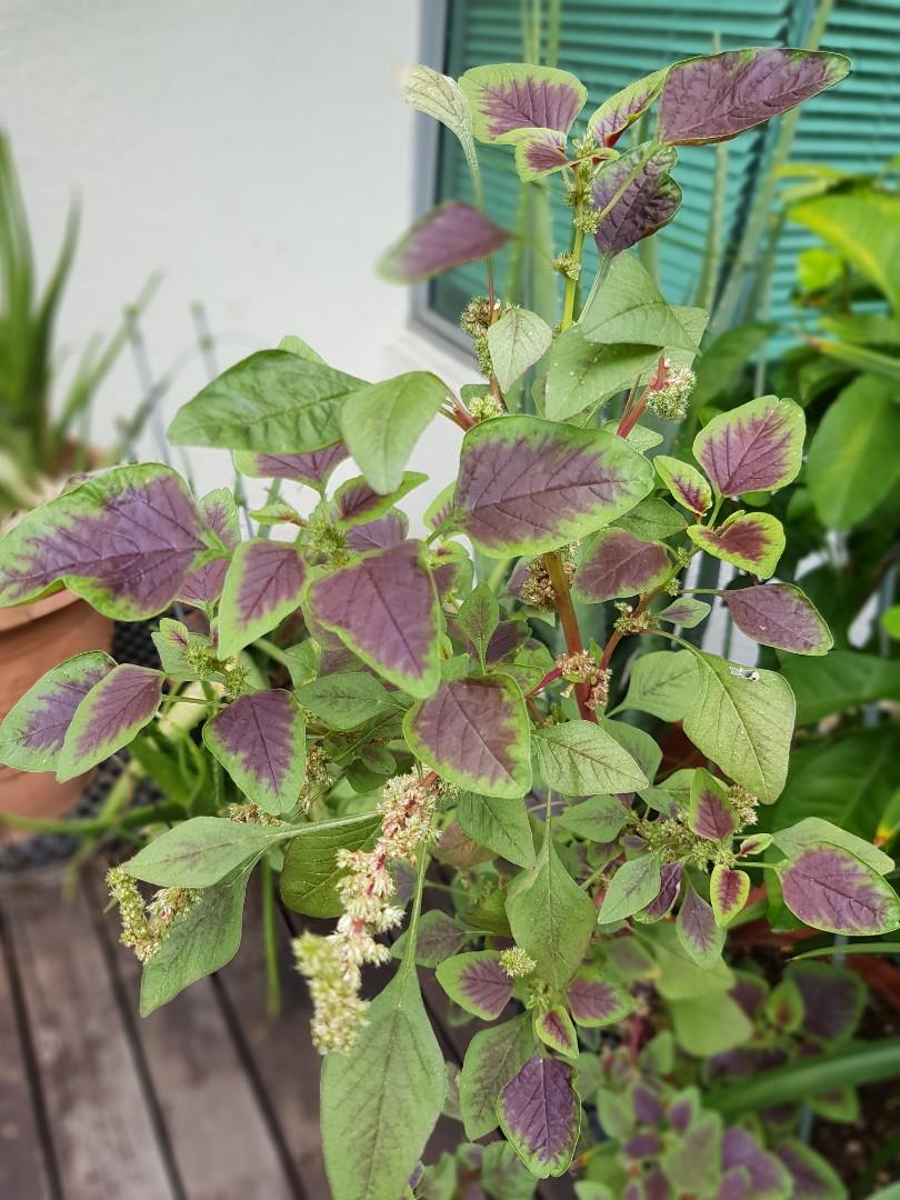 Bayam/ Chinese spinach/ Amaranth seeds, Furniture & Home Living ...