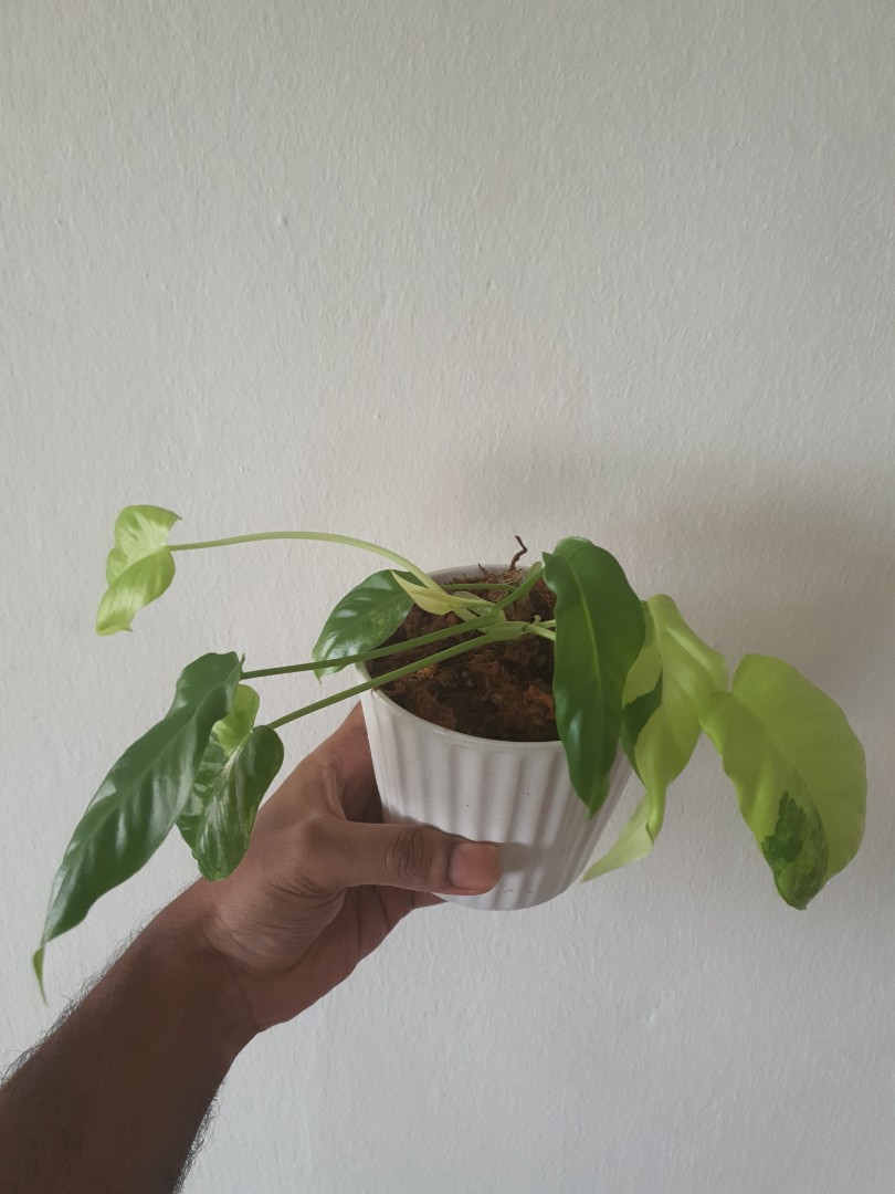 burle max variegated, Furniture & Home Living, Gardening, Plants ...