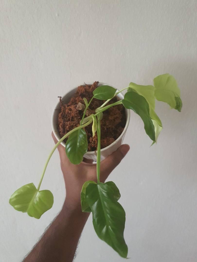 burle max variegated, Furniture & Home Living, Gardening, Plants ...