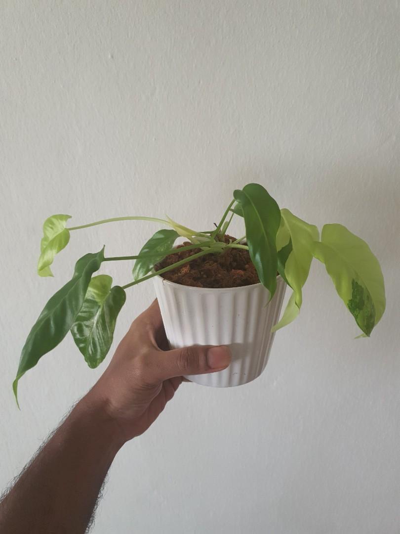 burle max variegated, Furniture & Home Living, Gardening, Plants ...