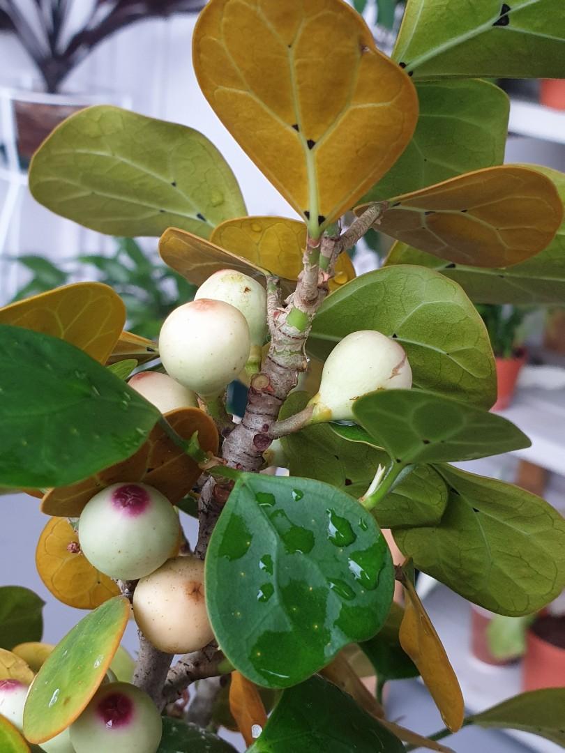 Ficus Deltoidea, Furniture & Home Living, Gardening, Plants & Seeds on ...