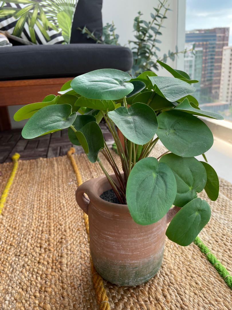 Hooga plant, Furniture & Home Living, Home Decor, Artificial Plants ...