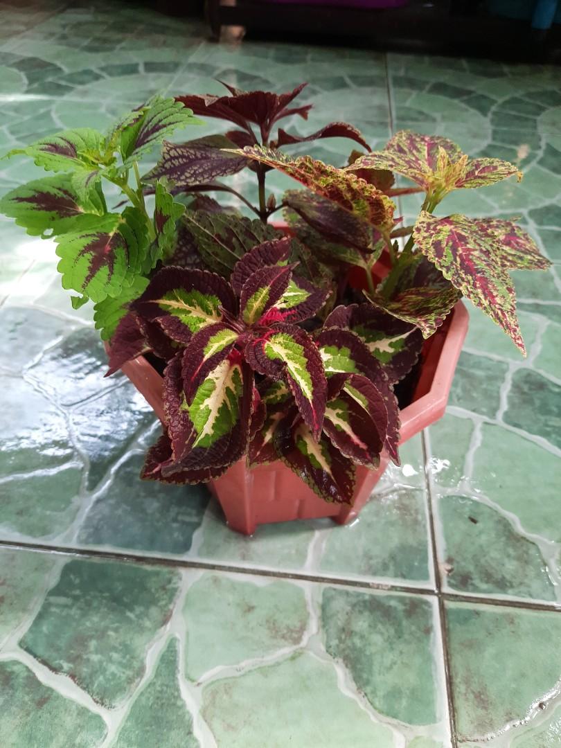 Mayana in a Pot, Furniture & Home Living, Gardening, Plants & Seeds on ...