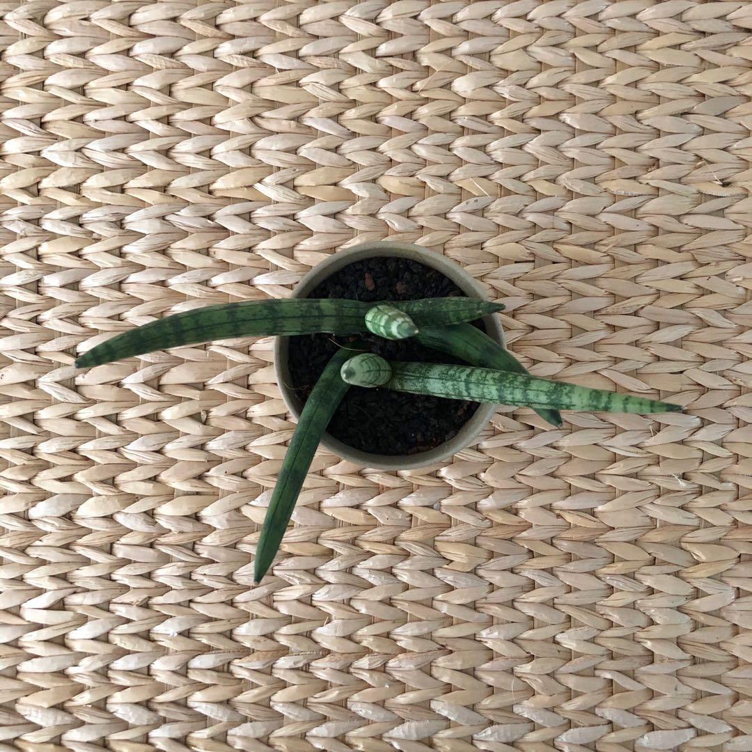 Sansevieria Boncel (Snake Plant) in Clay Pot, Furniture & Home Living ...