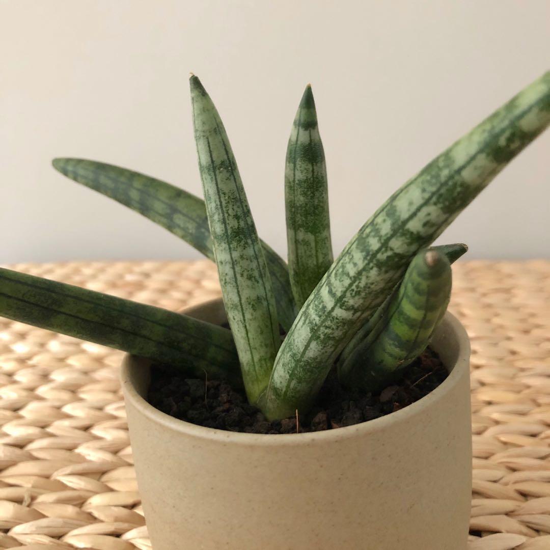 Sansevieria Boncel (Snake Plant) in Clay Pot, Furniture & Home Living ...