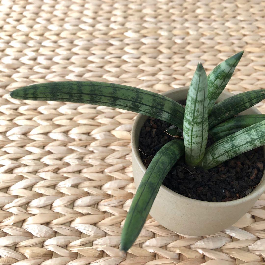 Sansevieria Boncel (Snake Plant) in Clay Pot, Furniture & Home Living ...