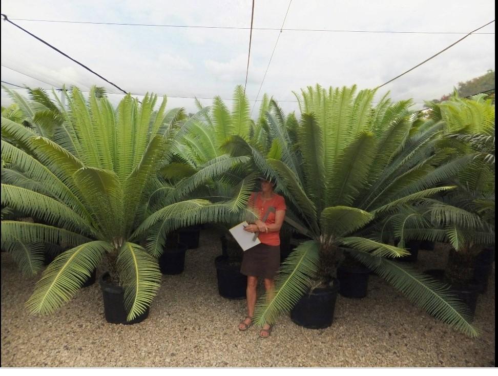 Dioon Spinulosum (Giant Dioon) Seedling, Furniture & Home Living ...