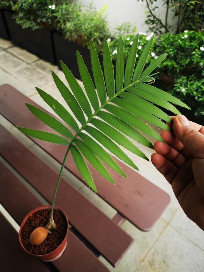 Dioon Spinulosum (Giant Dioon) Seedling, Furniture & Home Living ...