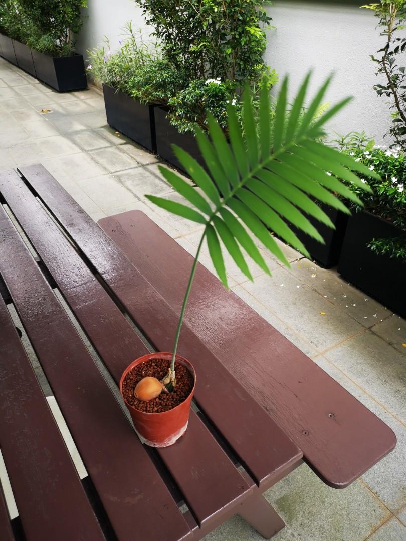 Dioon Spinulosum (Giant Dioon) Seedling, Furniture & Home Living ...