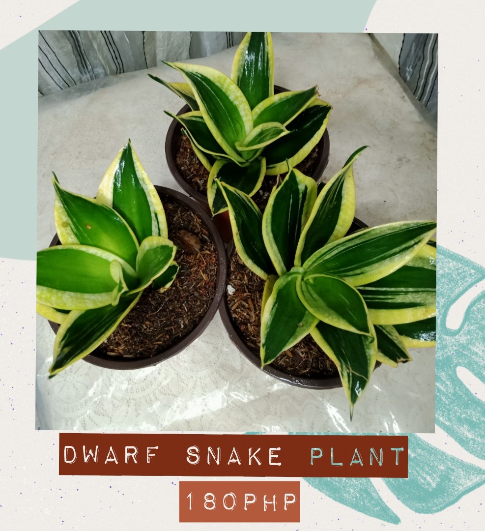 Dwarf Snake Plant, Furniture & Home Living, Gardening, Plants & Seeds ... Dwarf Snake Plant, Furniture & Home Living, Gardening, Plants & Seeds ...