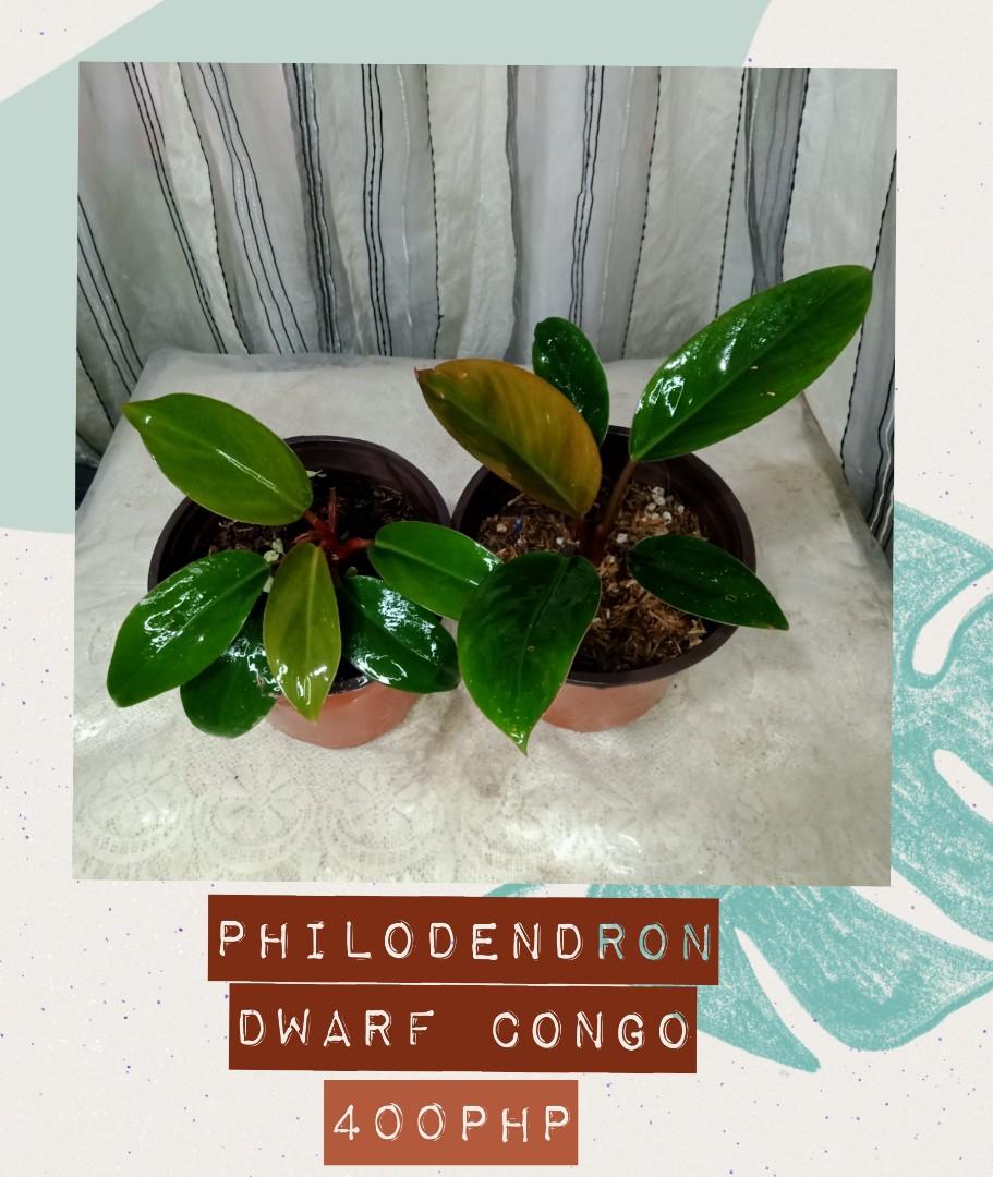 Philodendron Dwarf Congo, Furniture & Home Living, Gardening, Plants ...