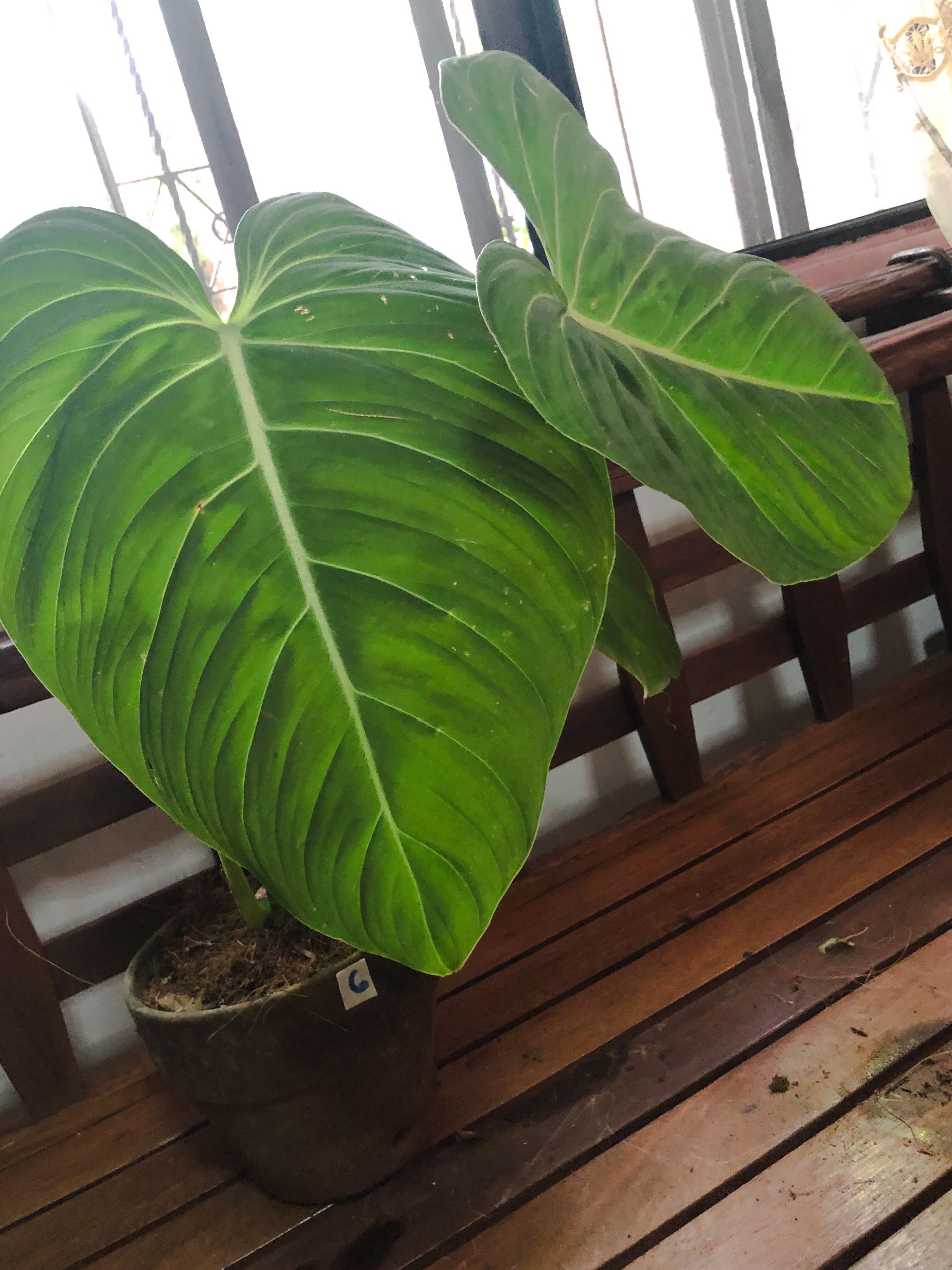Philodendron Glorious, Furniture & Home Living, Gardening, Plants ...
